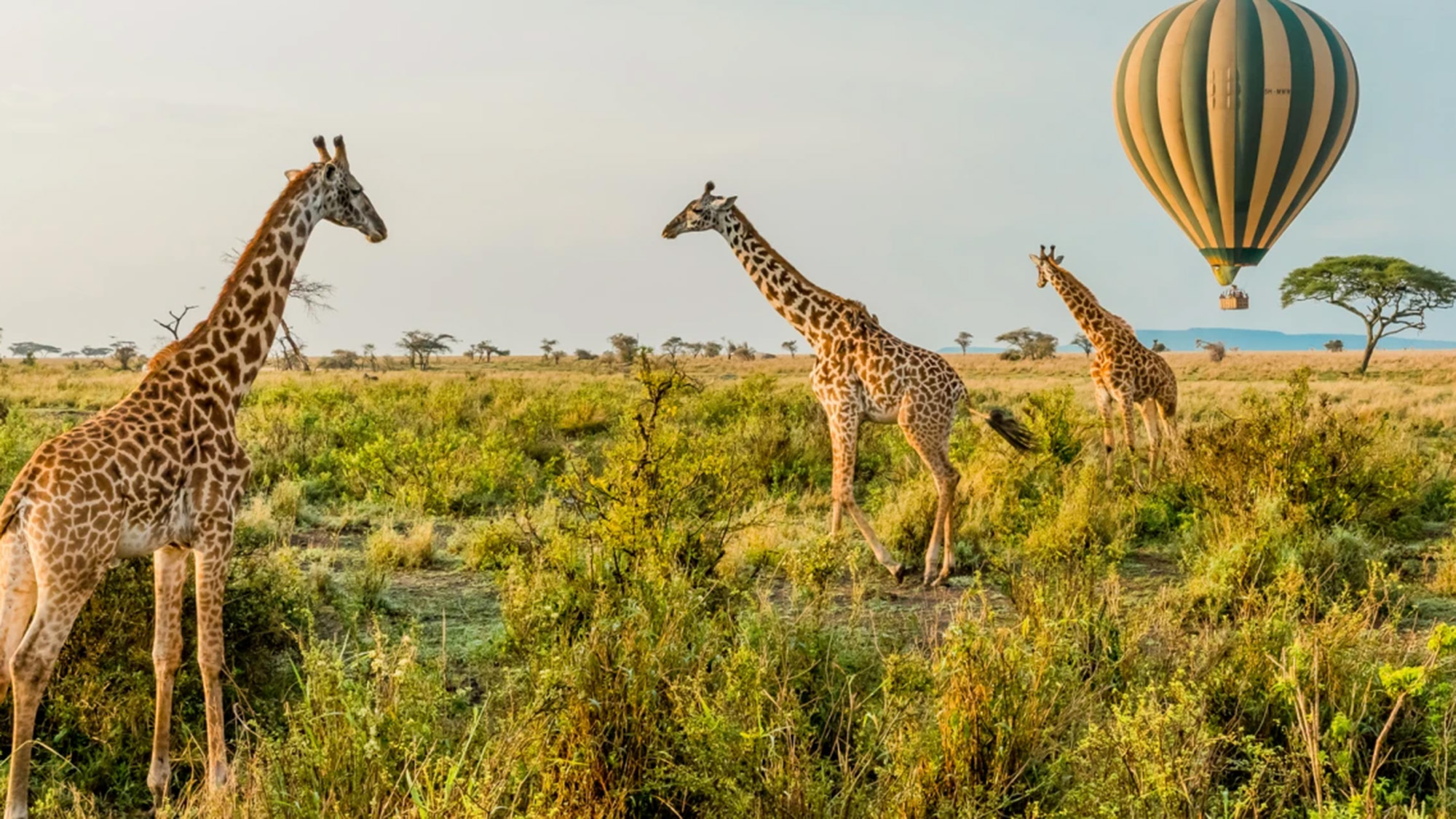 Culture Insights Around the World A Luxury Tour by Private Jet | TCS ...